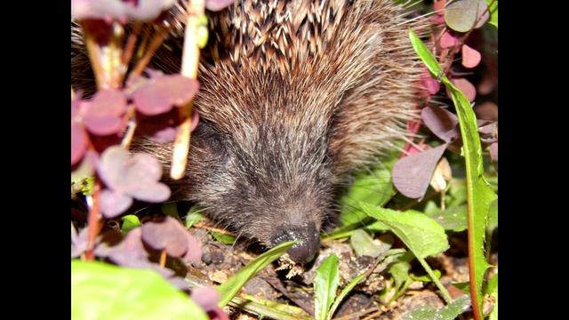 Ёжик (слайдшоу)