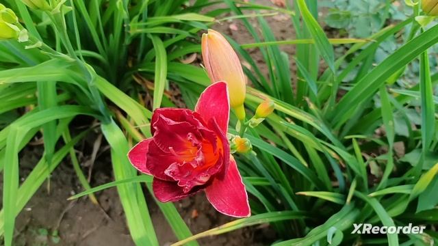 Лилейники. Июль 2025.