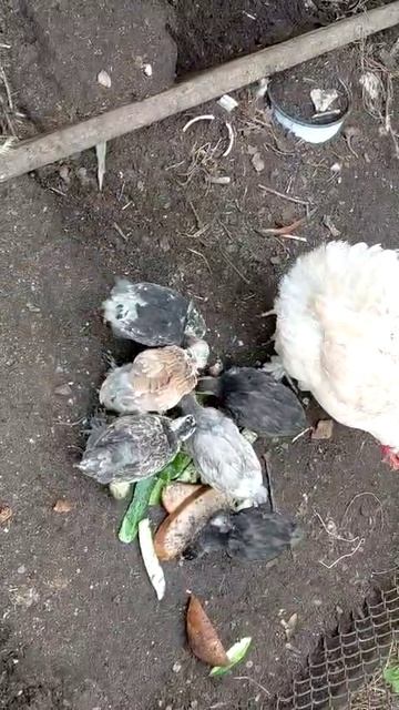 А У НАС ВО ДВОРЕ 1000053041.mp4