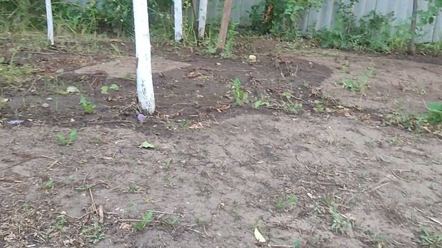 Дачный отчёт за 25 июля 2025г.