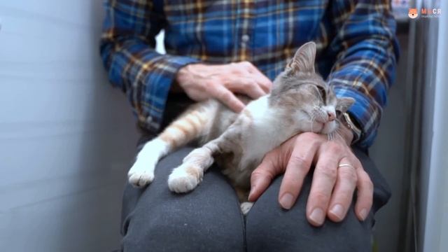 История спасения Кирби _ От улицы до любящей семьи