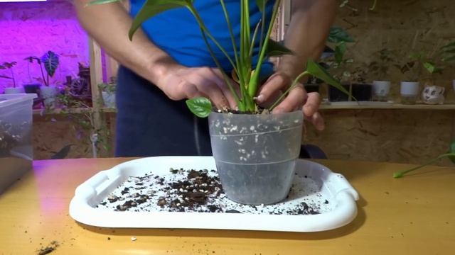 Пересадка антуриума и отделение детки