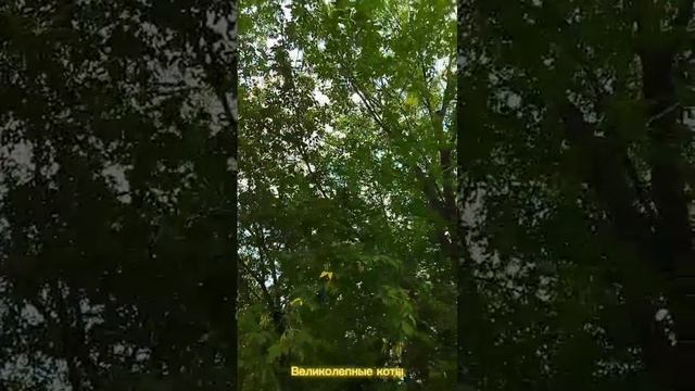 По свежему воздуху прогулка в парке под музыку. Наслаждайтесь