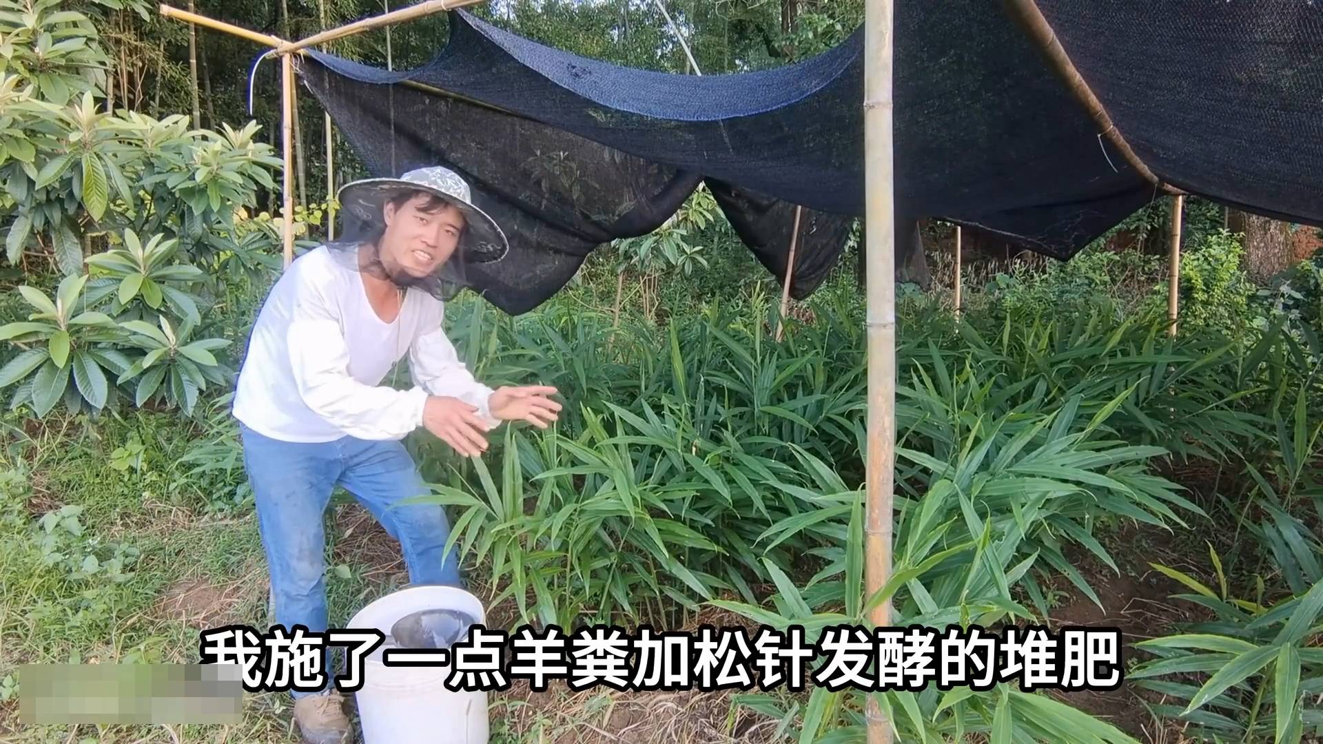 История Дацзы - Жмых чайного дерева для борьбы с вредителями экологическое земледелие