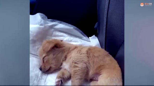 Дети обращались с ним как с игрушкой, и щенок громко скулил 3 дня из-за травмы головы