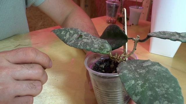 Удачи и неудачи в выращивании цветов: мой опыт