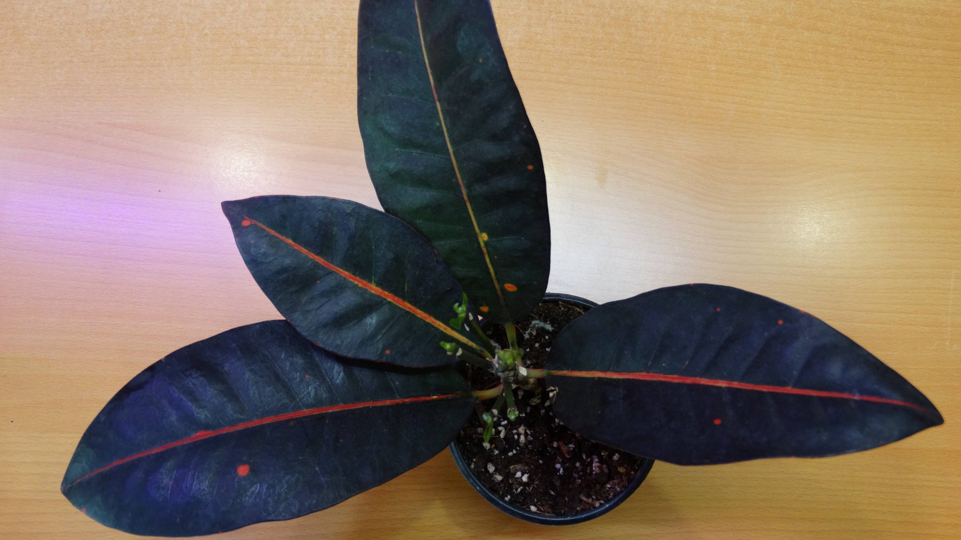 Кодиеум кротон: пересадка, удобрение и замена грунта