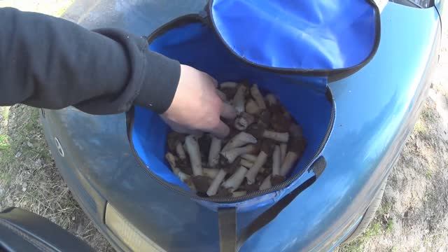 ГРИБЫ СМОРЧКИ