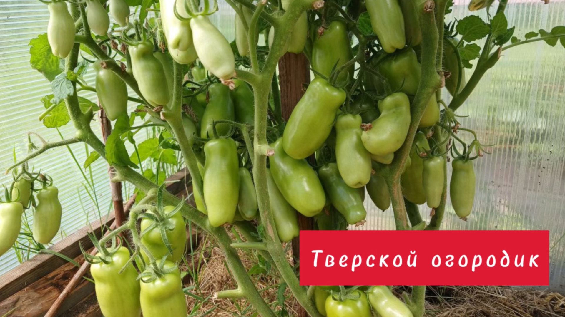 Мои томаты после обрезки