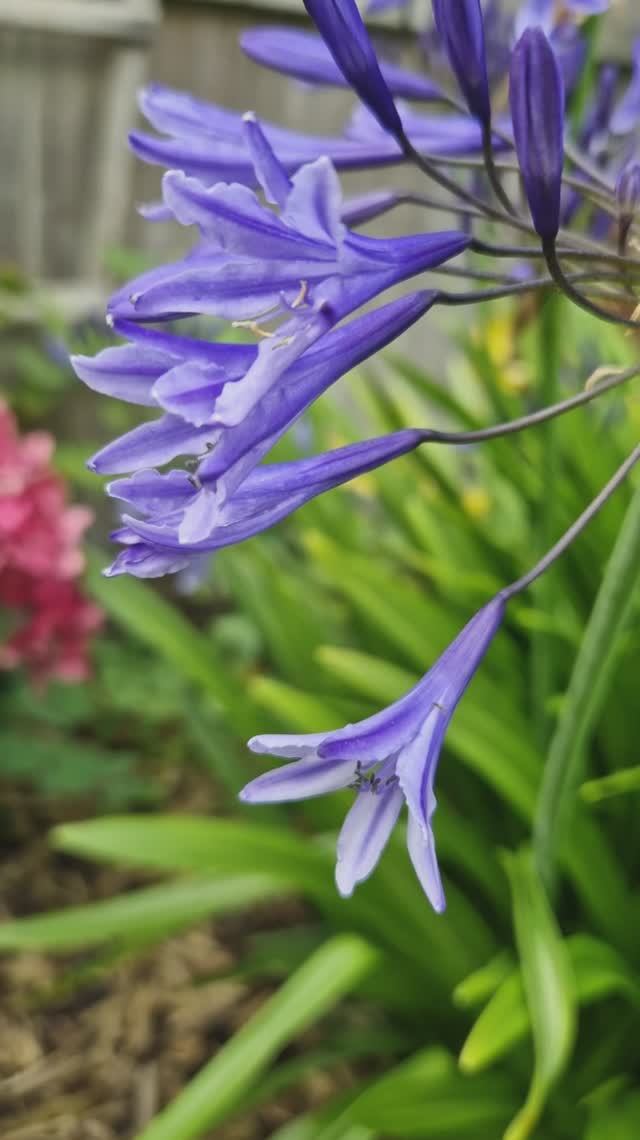 АНГЛИЙСКИЙ САДИК В ИЮЛЕ.