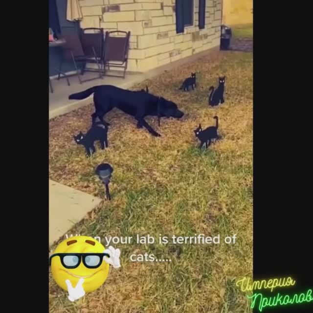 Собачки, Кошки и испуганный Попугай!