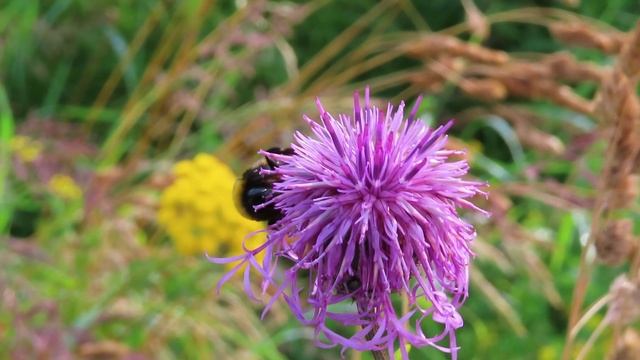 Шмель на цветке.