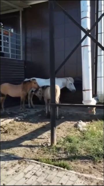 Биэ оҕолорунаан