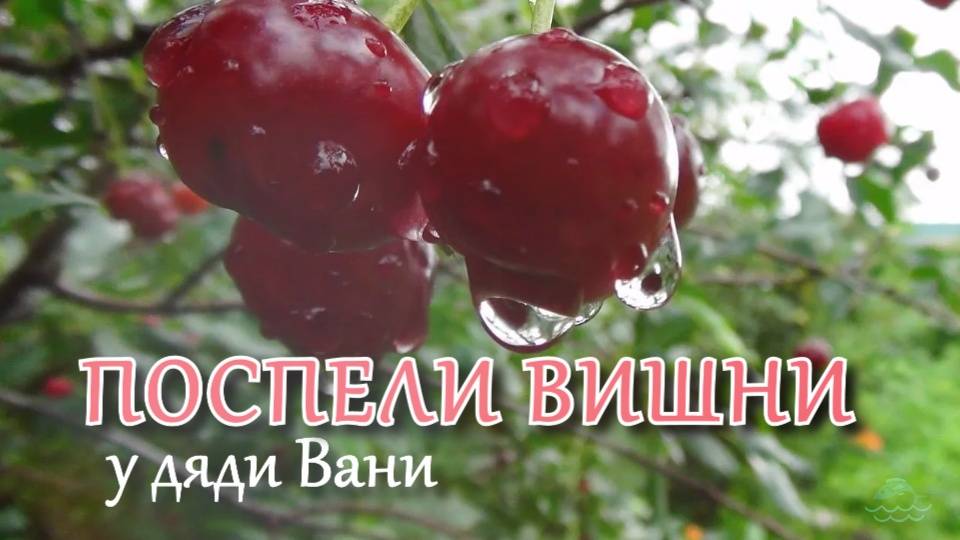🍒#михалычдачник #сад #вишня
