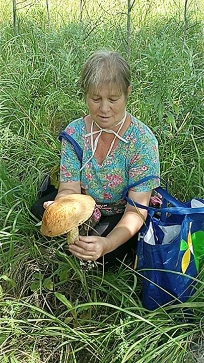 Подосиновик - отличный размерчик.