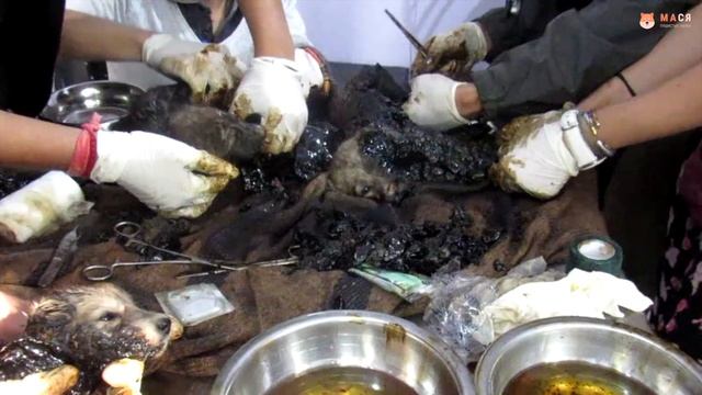 Застрявшие в смоле щенки жалобно скулили и просили помощи...