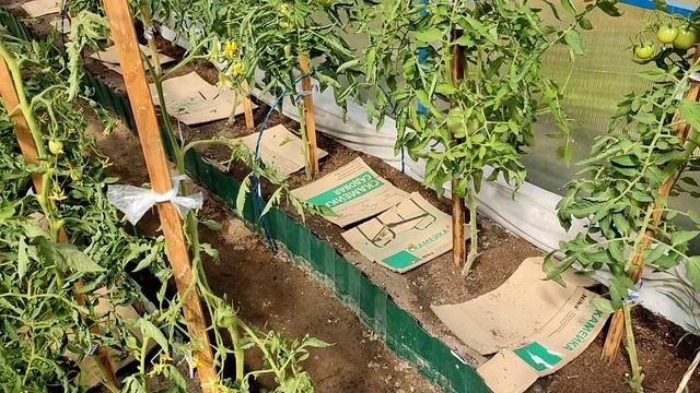 Почистила за забором/Ночное ЧП в теплице/Красотки лилии