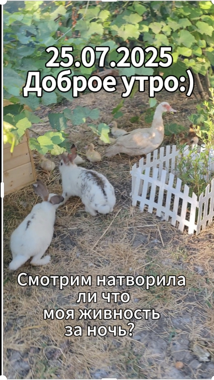 25.07.2025 доброе утро :) что натворили мои питомцы сегодня!?)