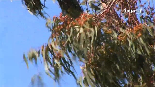 Индейский массаж. Очищение и активизация энергетического кокона