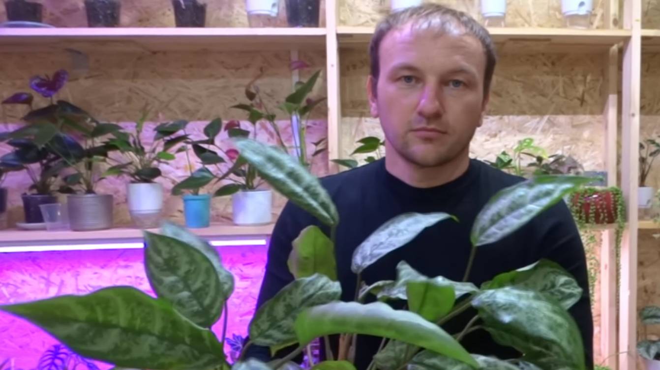 Незапланированные покупки растений: пеперомии, сциндапсус и другие