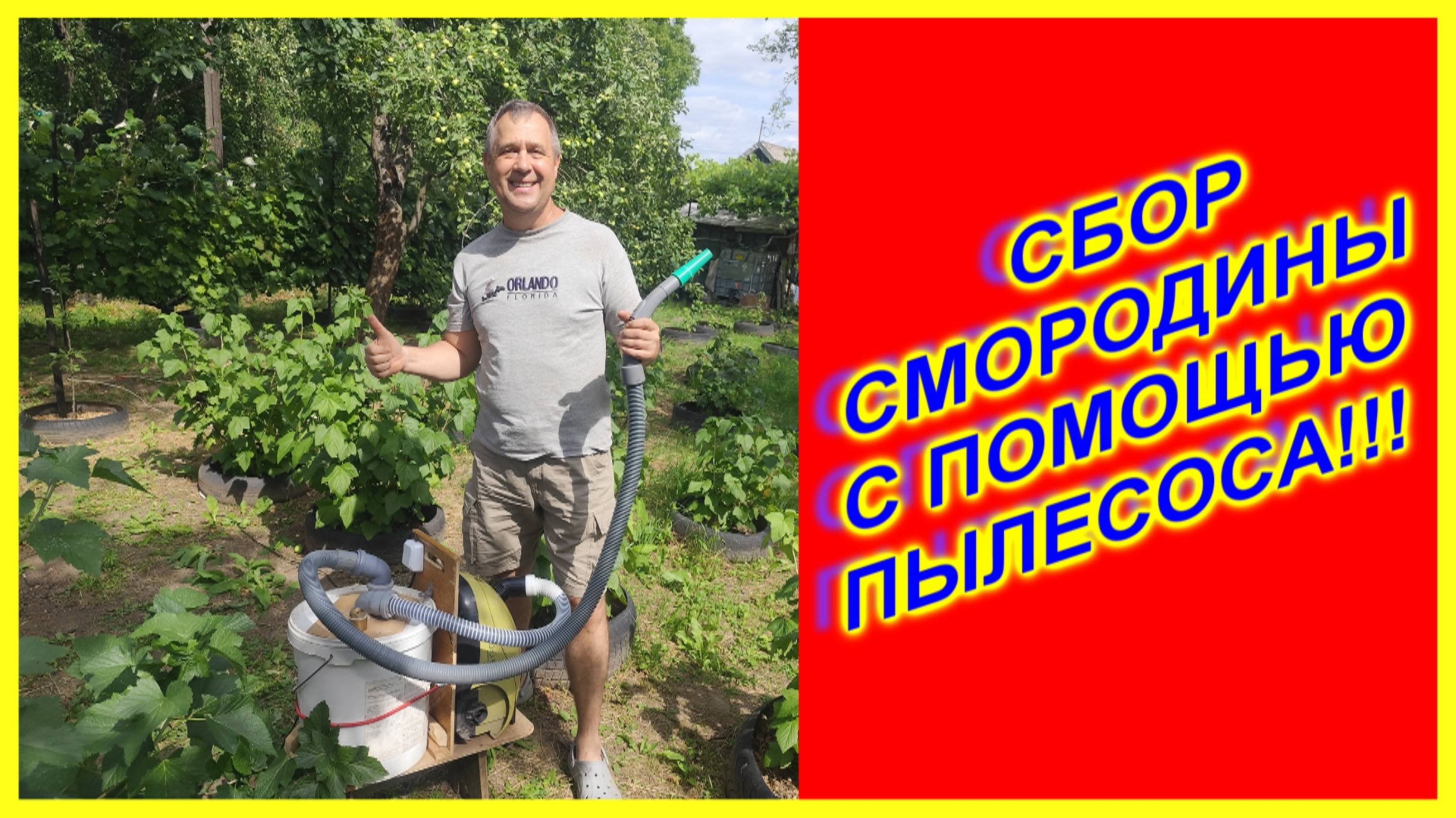 🔴Как быстро собрать Смородину🔴Легко и увлекательно🔴С помощью домашнего технического средства🔴