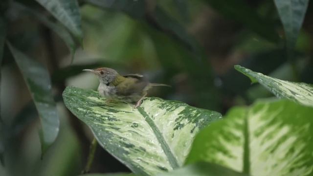 Омар Акрам. Цыганка. Omar Akram.  Gypsy Woman