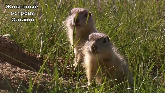 Животные острова Ольхон. Байкал. Документальный фильм