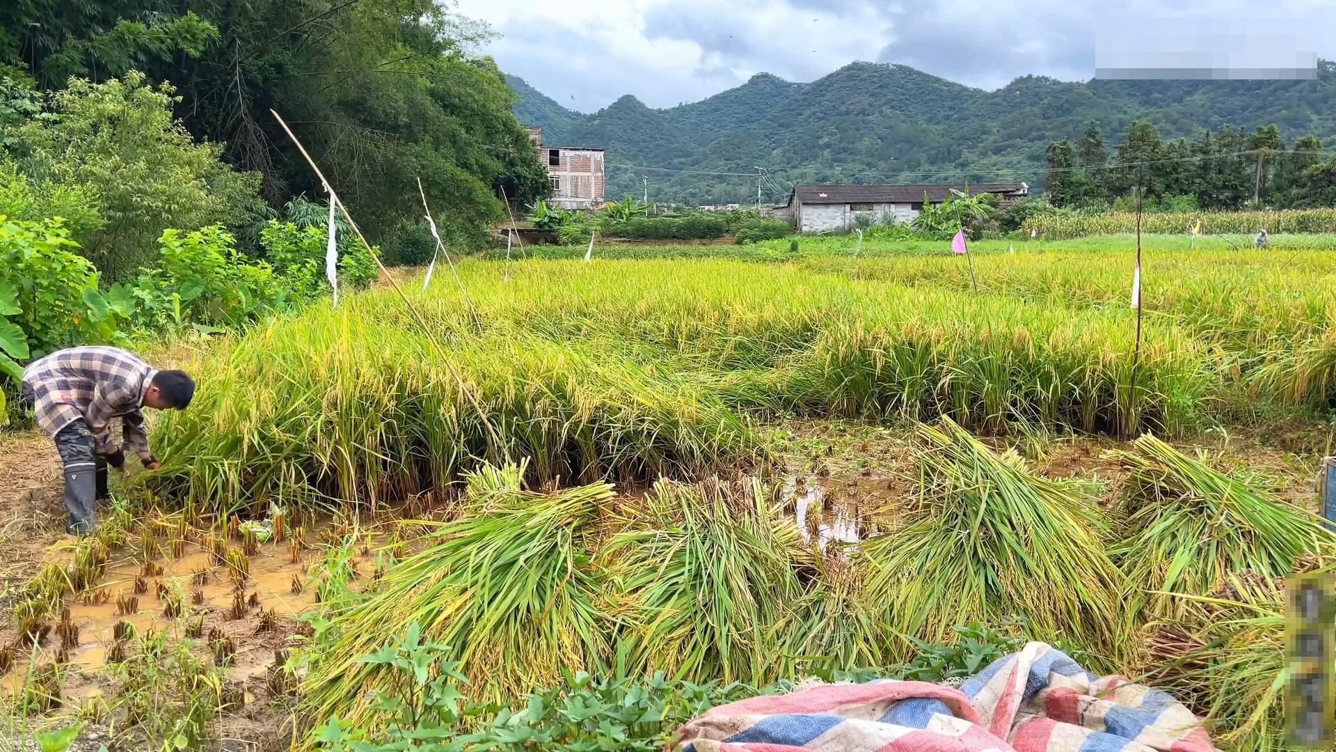 Ли Кэчунь - Из-за тайфуна мои посадки риса тоже полегли поэтому приходится срочно их убирать