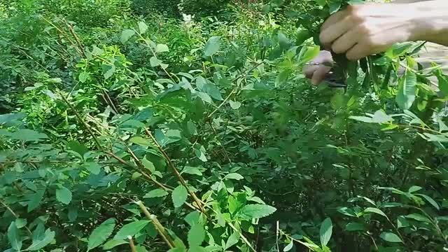 Дендропарк "Русский огород" в Ижевске