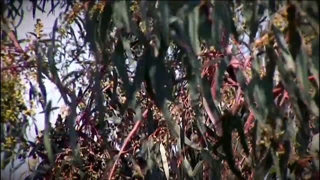 Индейский массаж. Развитие энергетического кокона