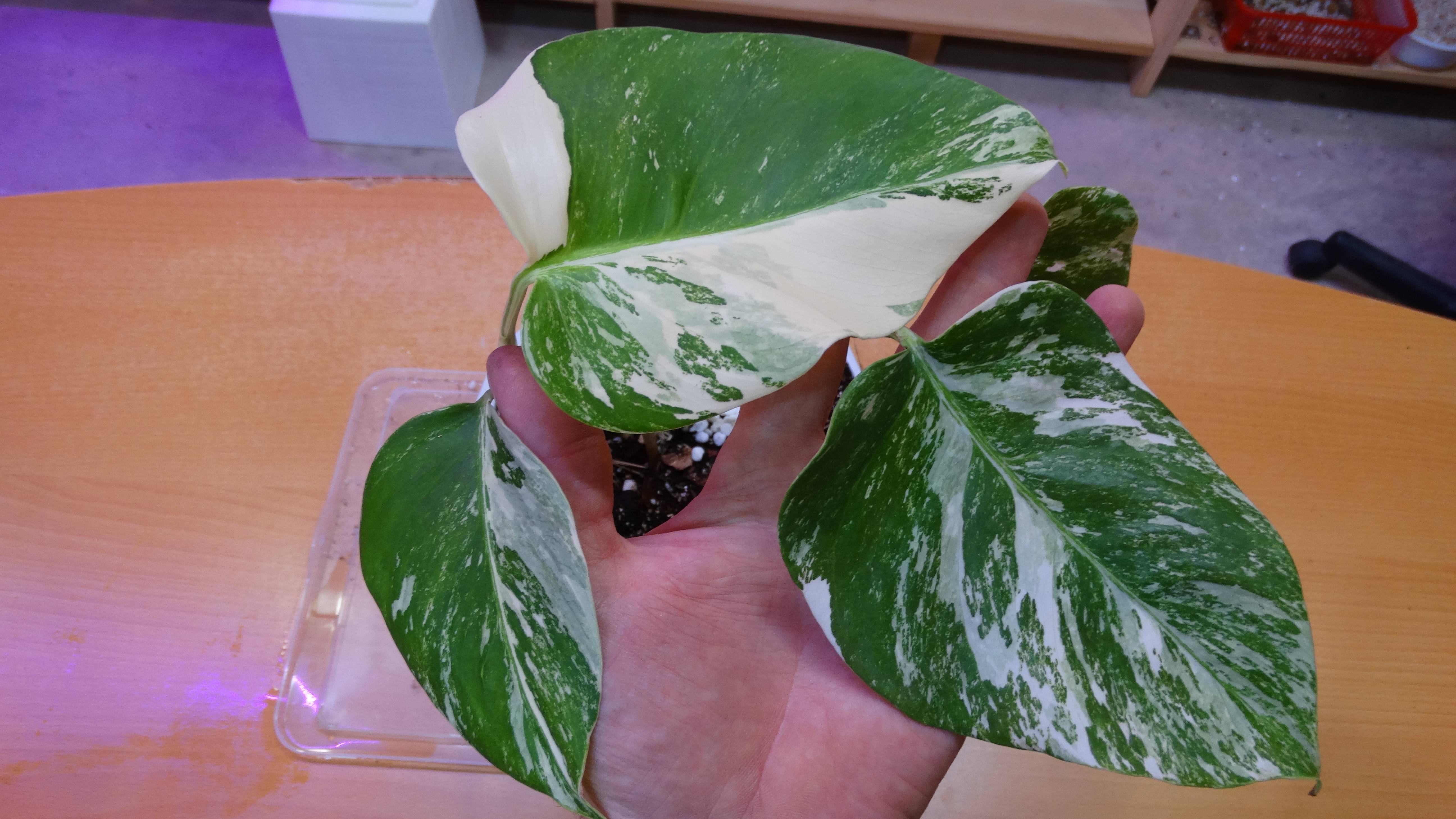 Монстера альба: пересадка после покупки, осмотр корней