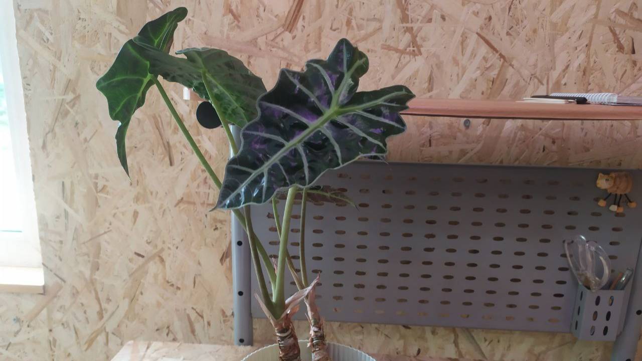 Мои Алоказии: скромная коллекция начинающего цветовода