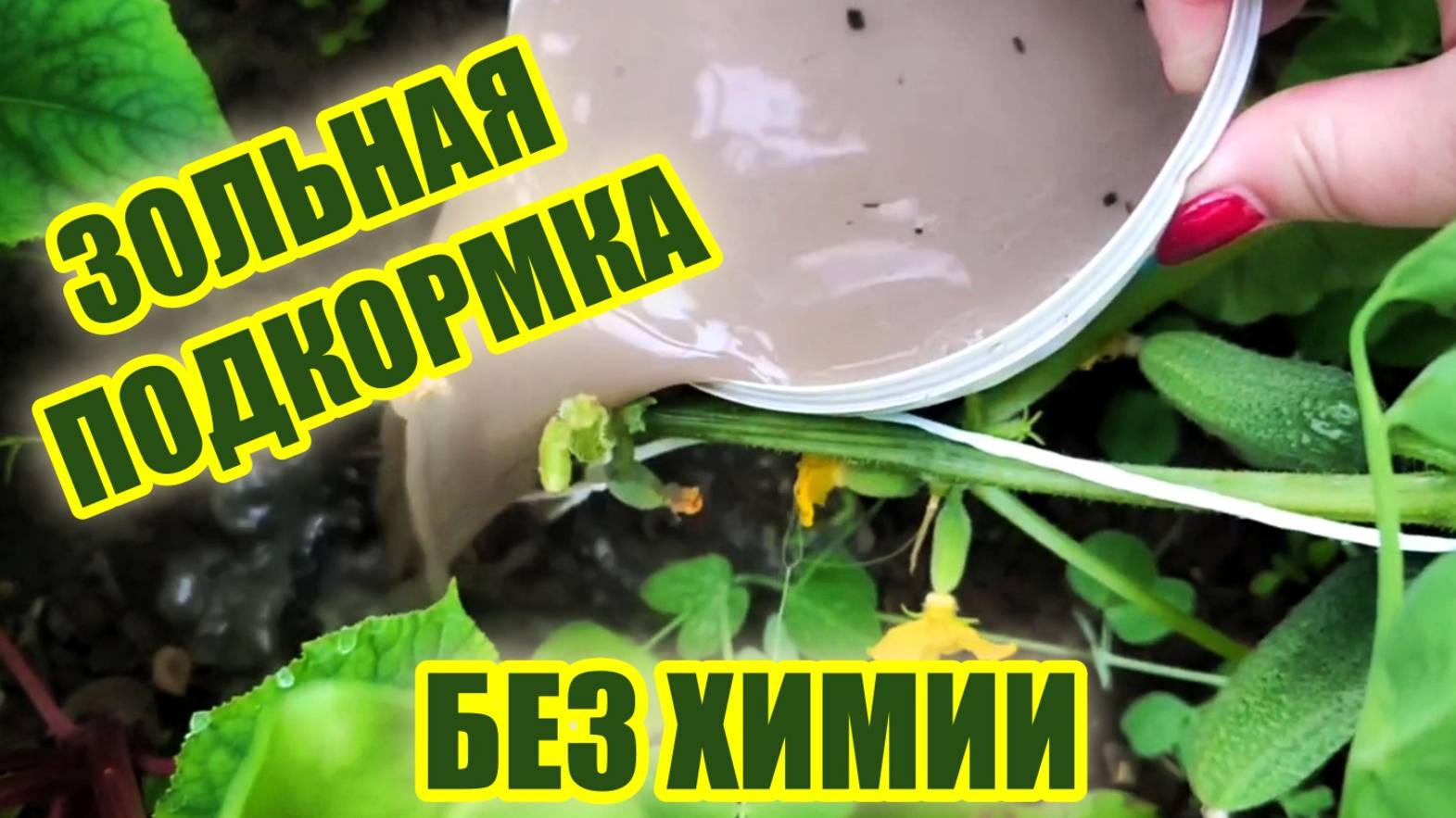 Полезная подкормка для огурцов в теплице секреты и советы