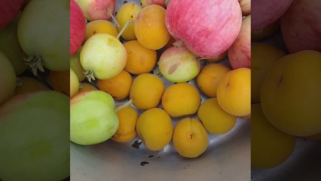 в Уруссу можно проехаться по улицам и собрать ягоды и фрукты