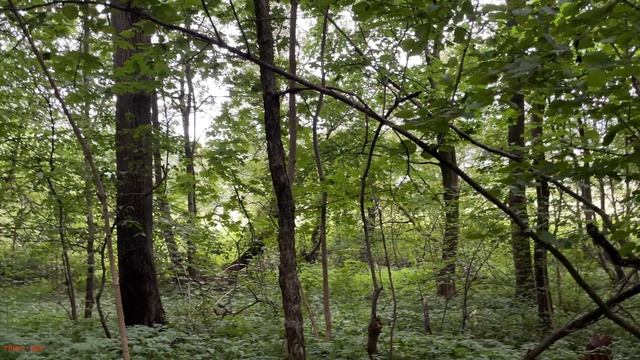 Нашел икону в лесу