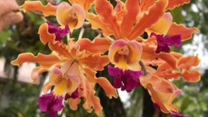 П-18.Ч-2. Мyrmecоcattleyа Lustеr 'Gаzеllе’ Пересадка из мха в грунт после пересылки почтой