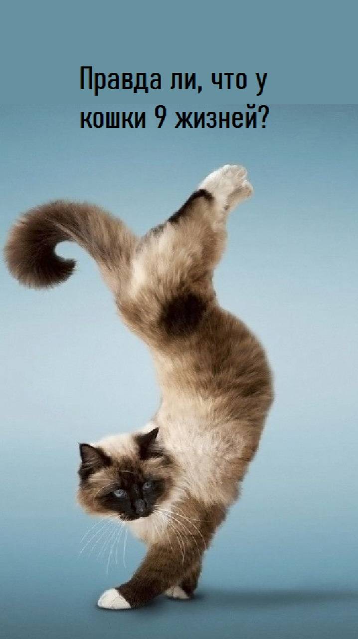 Почему говорят, что у кошки 9 жизней?