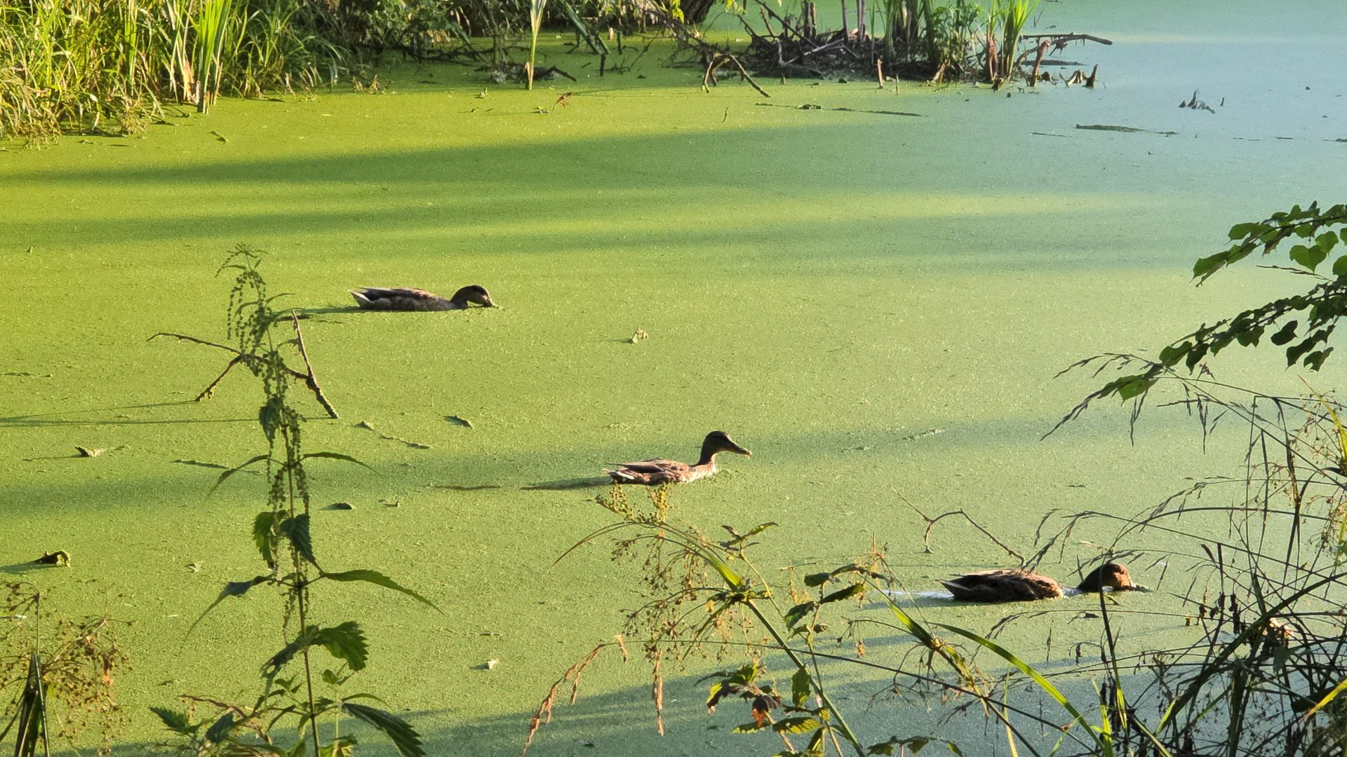 Прибавление в диких утках