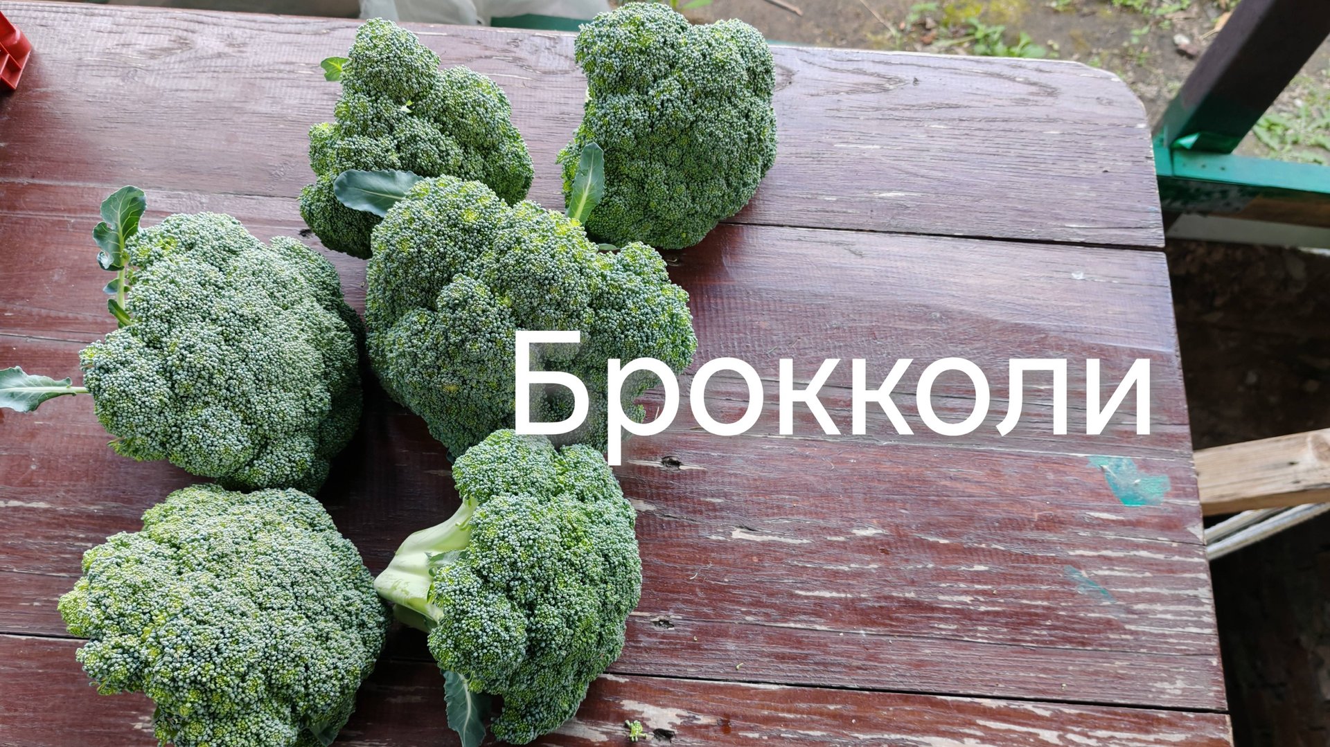 Сад. Брокколи. 25.07.2025