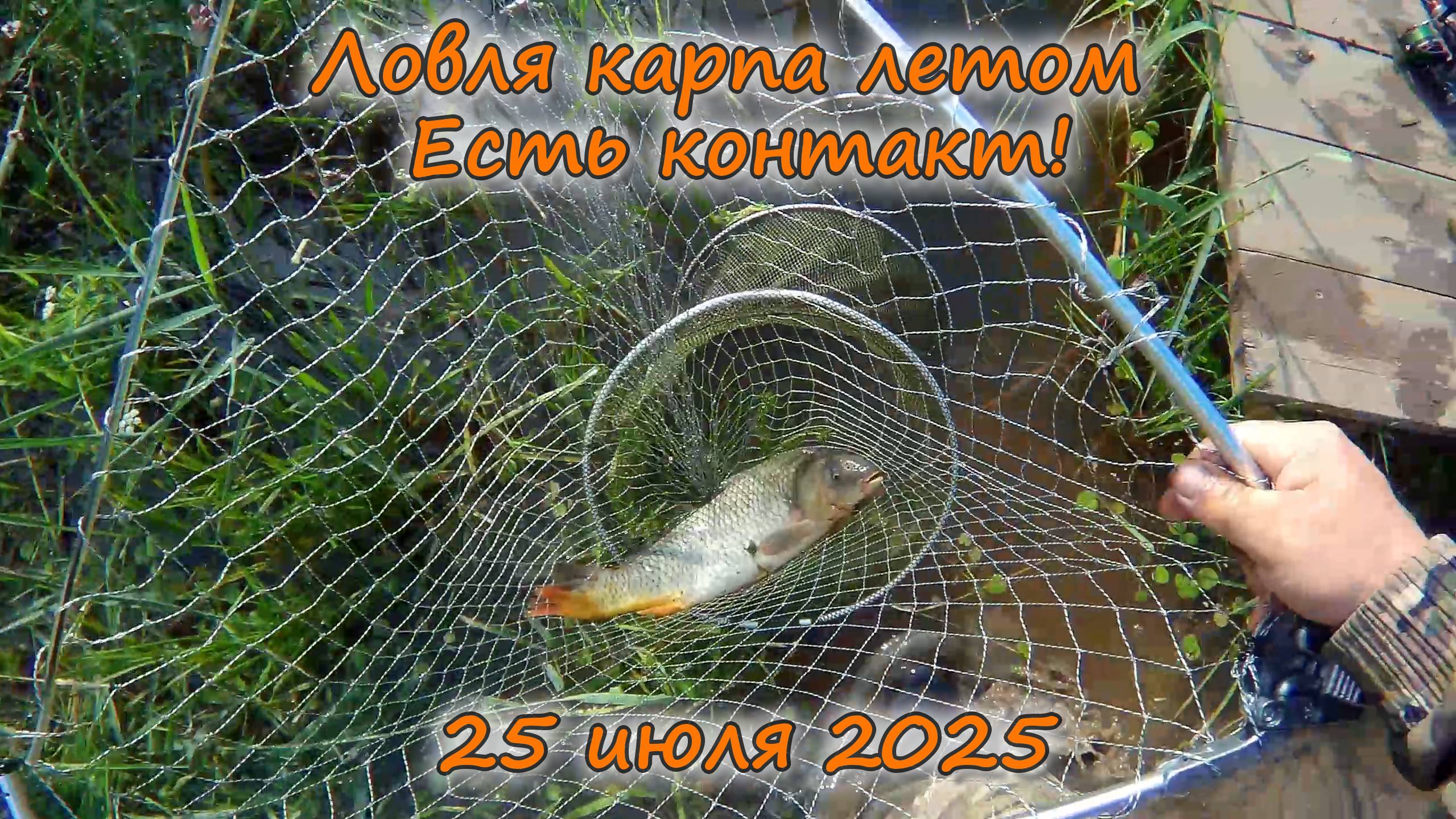 Отличный клёв! Ловля карпа летом 25 июля 2025