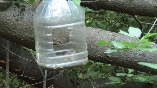 Синица и мышь, конфликт интересов, Крылатское, 24 июля 2025