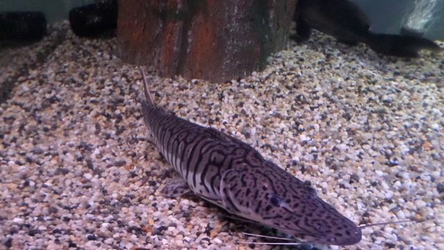 海洋館“鯊魚礁”