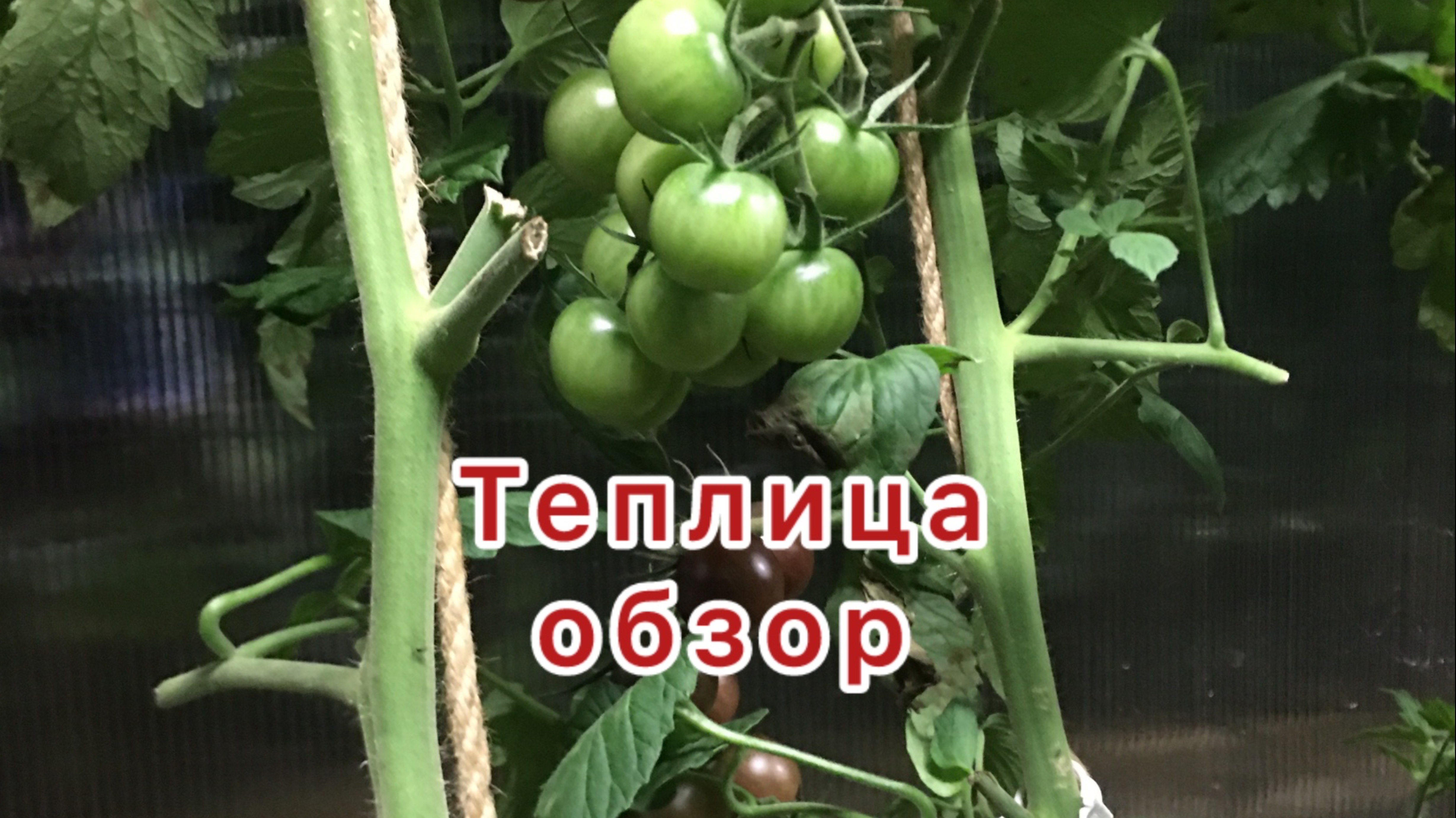 Теплица 
Обзор
