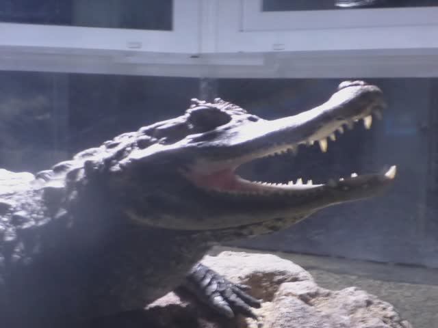 OCEANARIO "ARRECIFE DE TIBURONES"