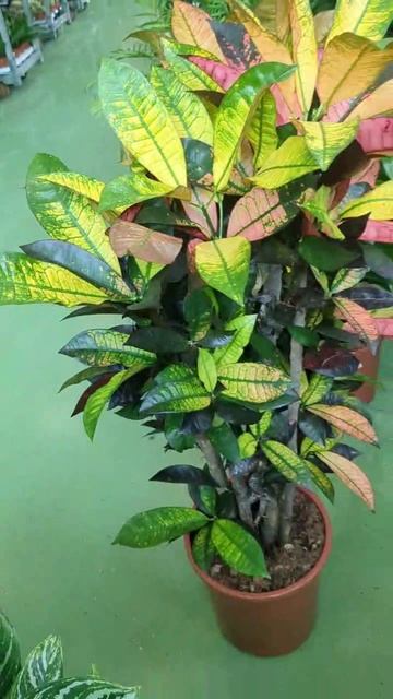 Кодиеум (Кротон) Миссис Айстон - отбираем для вас лучшие растения!