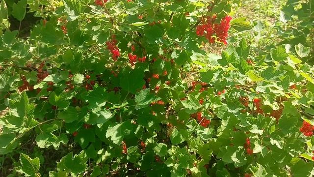 Подкармливаю смородину после сбора урожая - показываю правильные удобрения в июле