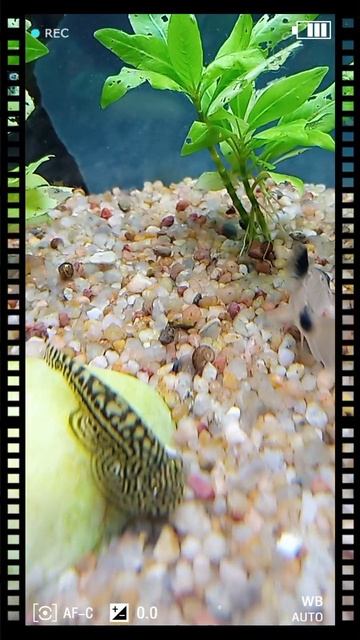 рыба хулиган