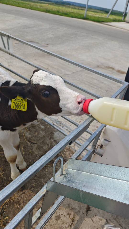 Кормление теленка