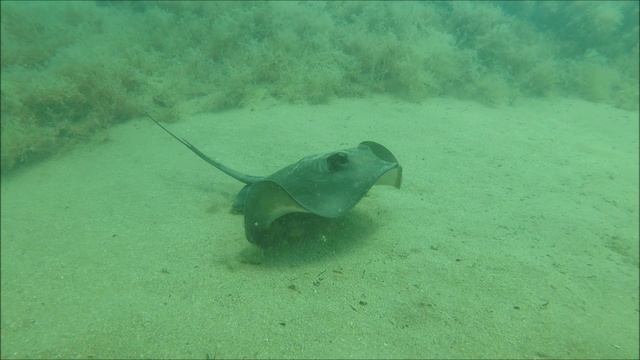 скат-модель