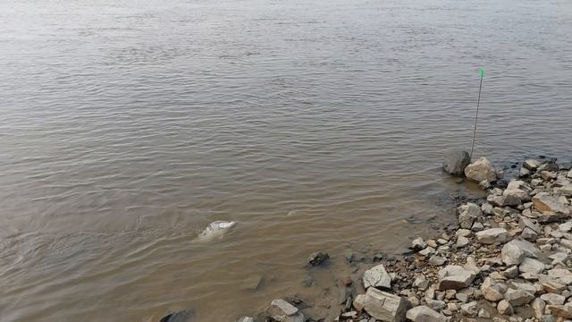 Ауха (китайский окунь) на Амуре.